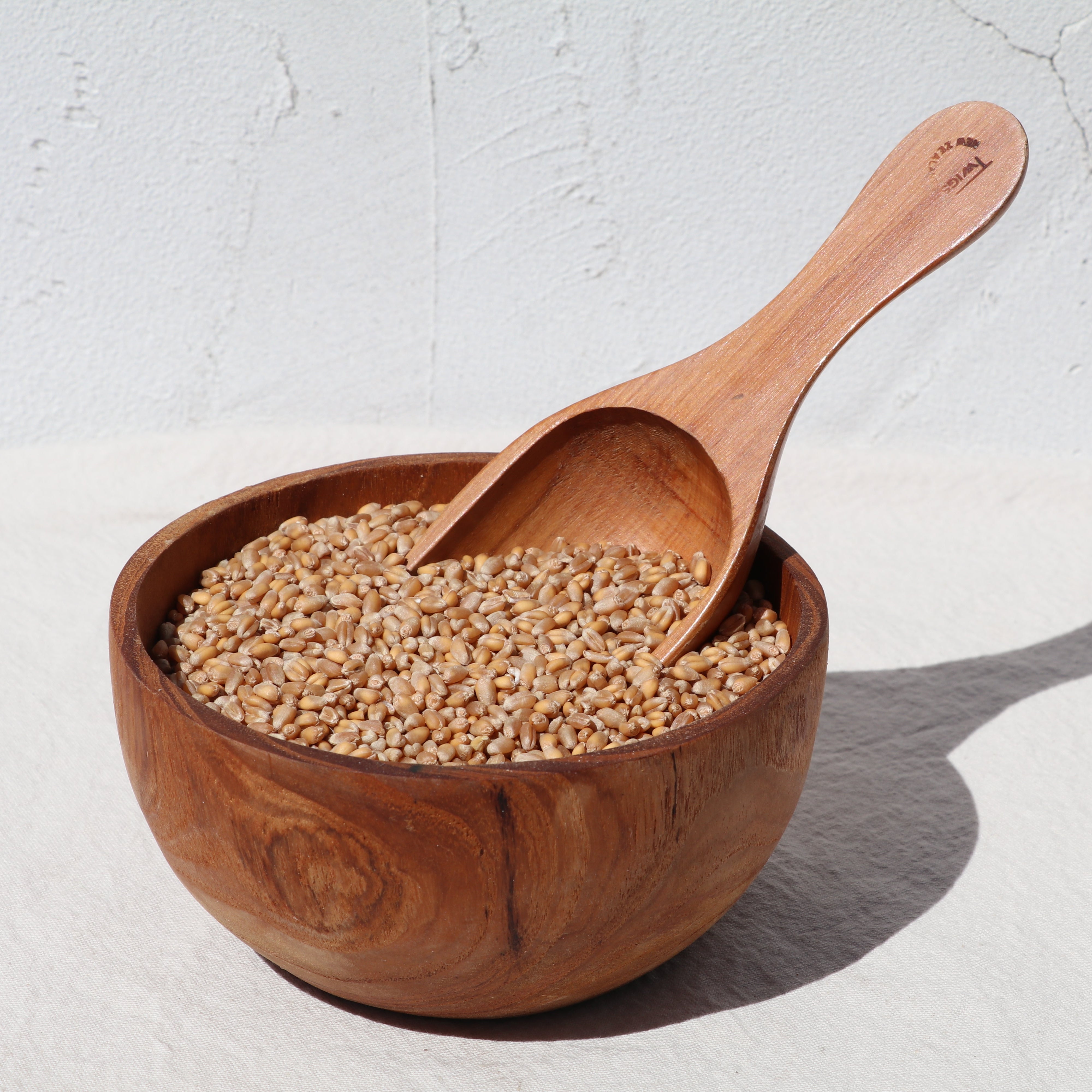 Wheat grain – Capital Millers